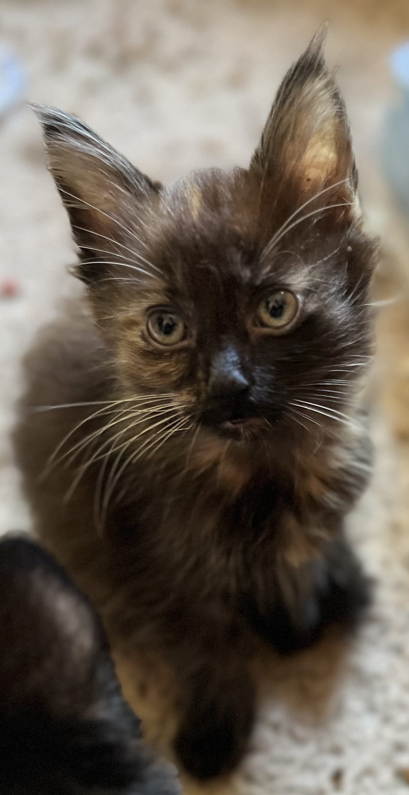 ROAR Battle Creek – Foster-based animal rescue in Battle Creek